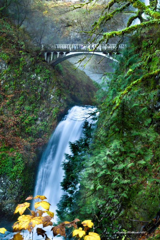 Anthony Willbanks Photography