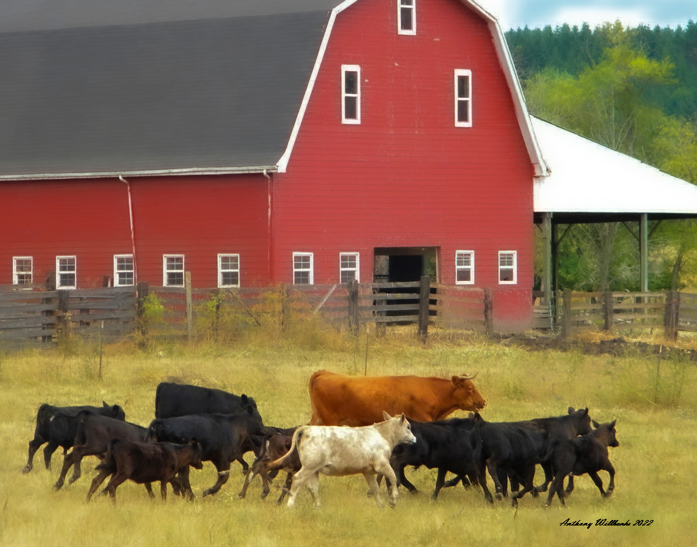 Anthony Willbanks Photography