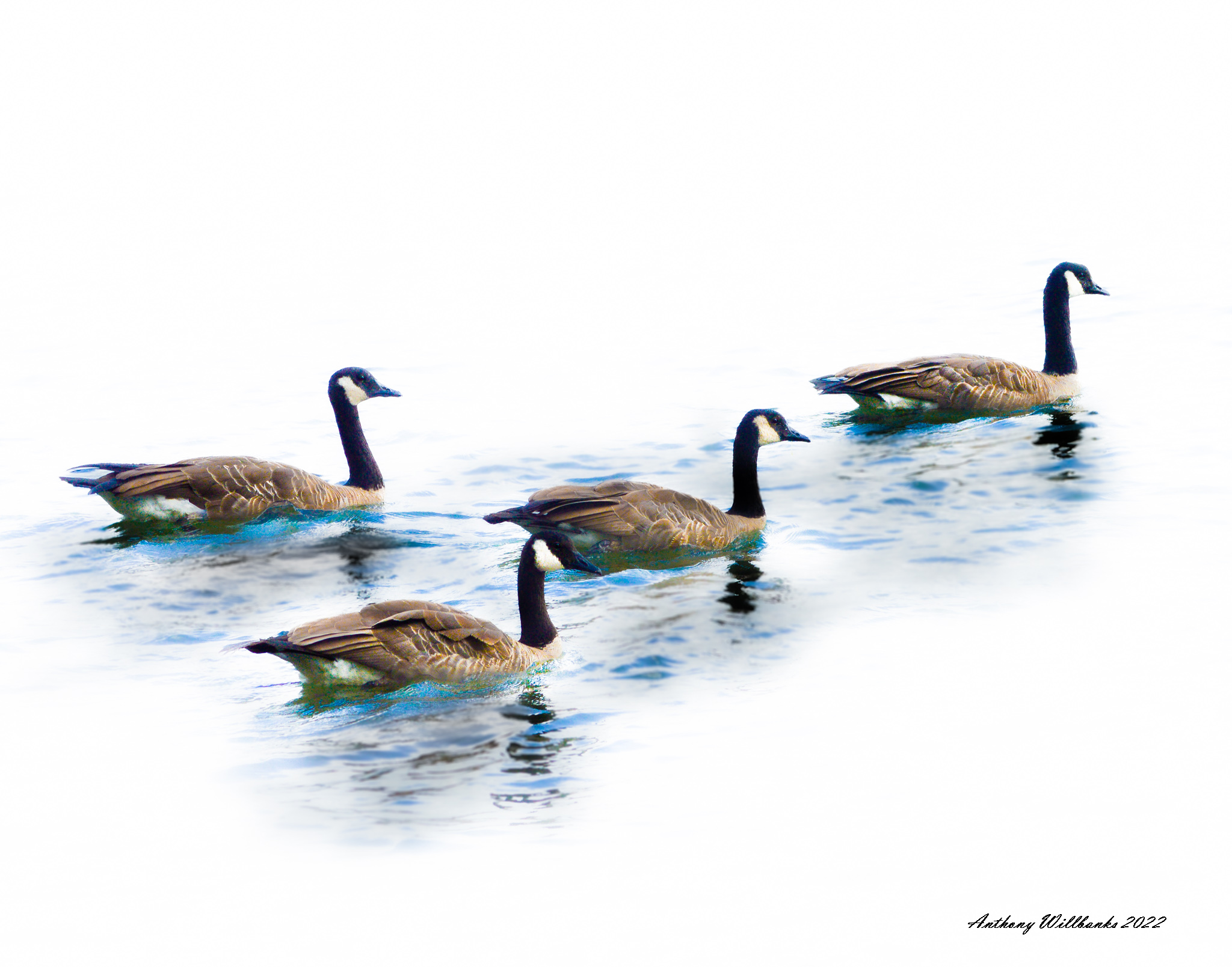 Anthony Willbanks Photography