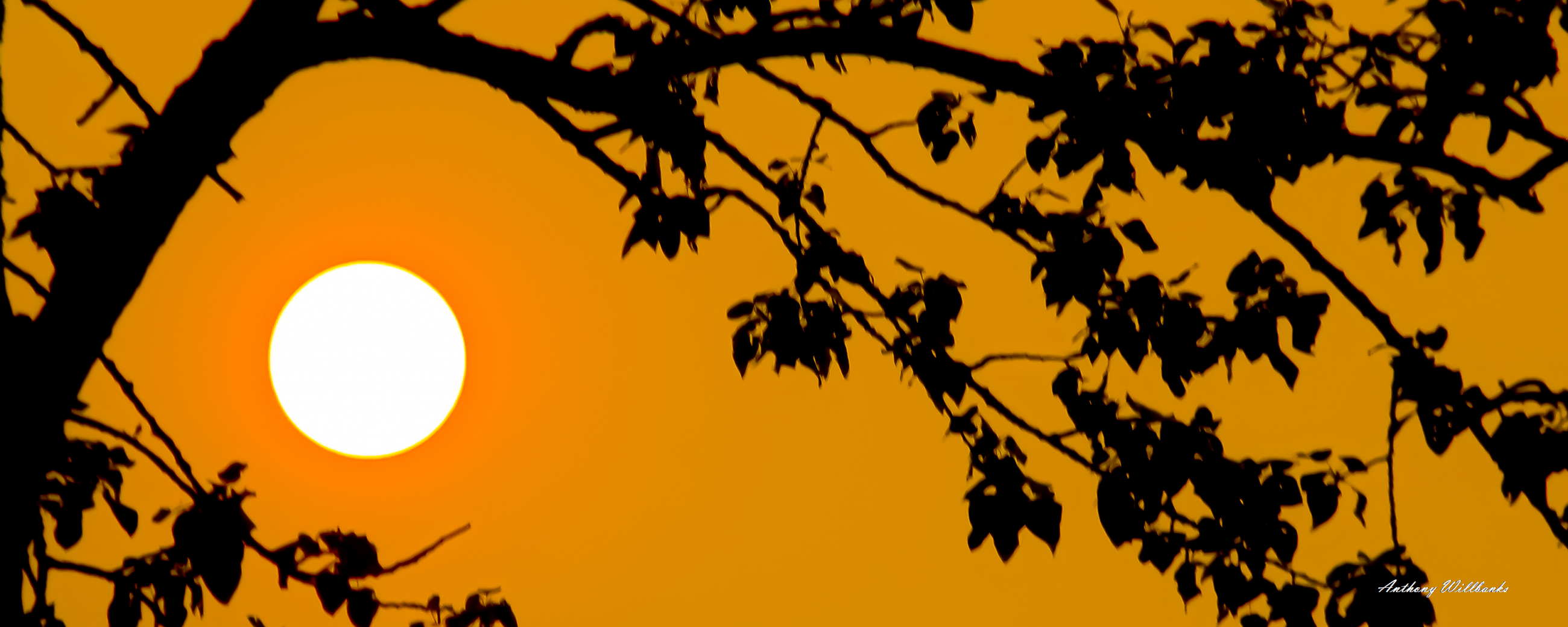 Anthony Willbanks Photography